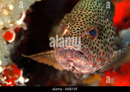 Rock hind grouper in the Gulf of Mexico, off Texas Stock Photo - Alamy