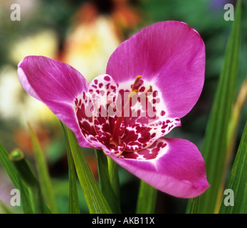 pink and white flower of tigridia Stock Photo - Alamy