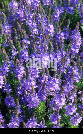 Speedwell blue spring flowers Veronica cinerea Stock Photo - Alamy