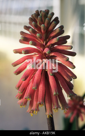 Forest lily (Veltheimia bracteata) in flower. Photographed in Cape Town ...