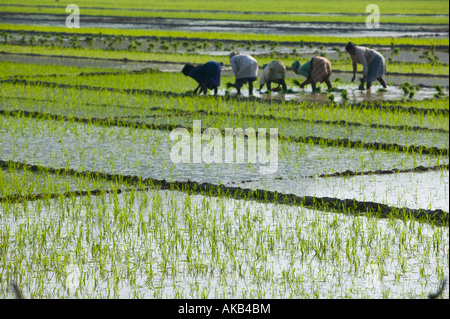 INDIA, Goa, Cortalim: Rice Fields (NR Stock Photo - Alamy