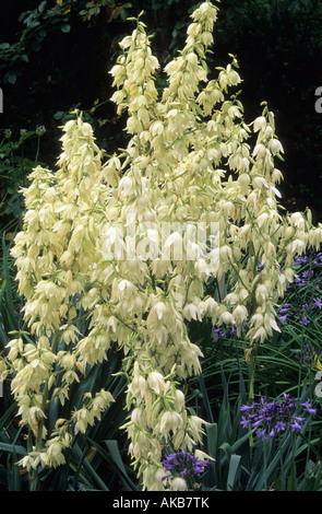 Weak-leaf Yucca (Yucca flaccida), flowering plant Stock Photo - Alamy