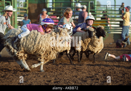 Mutton Bustin. Kids riding sheep as a rodeo fun event. Young boy takes ...