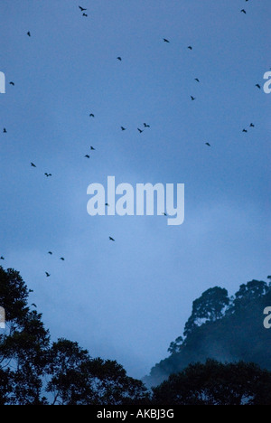 The bat swarms out Stock Photo - Alamy