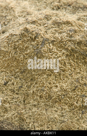 dead sheep that has been consumed by maggots Stock Photo - Alamy