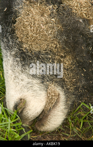 a dead sheep being eaten by maggots Stock Photo - Alamy