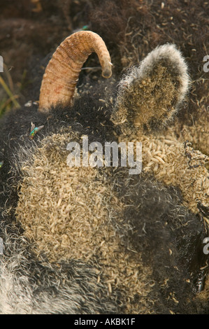 a dead sheep being eaten by maggots Stock Photo - Alamy