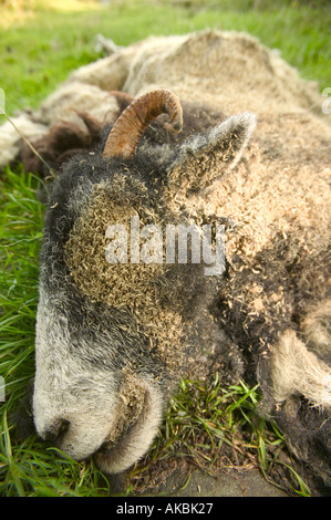 a dead sheep being eaten by maggots Stock Photo - Alamy