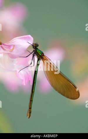 Female Beautiful Demoiselle (Calopteryx virgo Stock Photo - Alamy