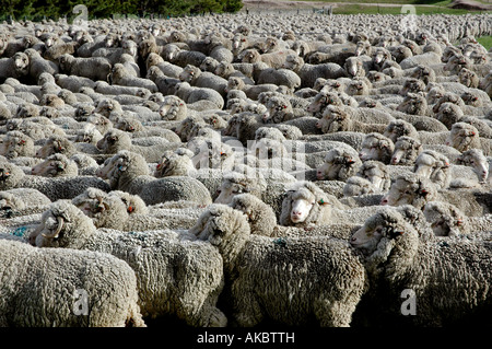 Flock of Australian cross breed sheep Stock Photo - Alamy