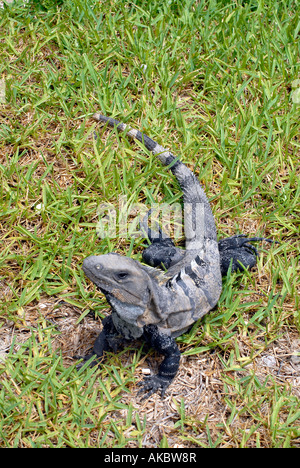 Yucatán spiny-tailed iguana (Ctenosaura defensor Stock Photo - Alamy