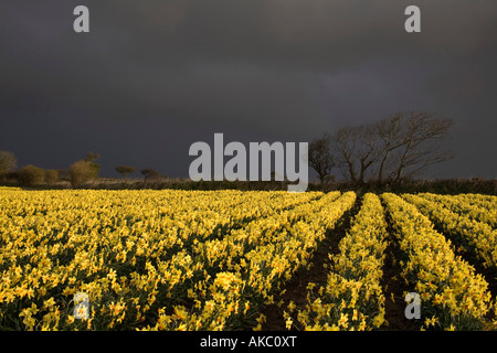 daffodil field gulval cornwall Stock Photo - Alamy