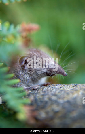 Lesser White-toothed Shrew (Crocidura suaveolens) on moss. Germany ...