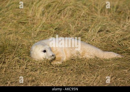 A young seal with gray and white fur lies on a sandy beach, partially ...