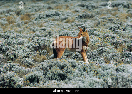 Simien Fox Bale Mountains National Park Ethiopia Africa Also known as ...
