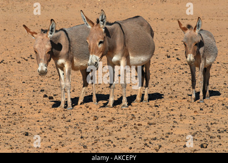 mauritania, animals, donkeys Stock Photo - Alamy