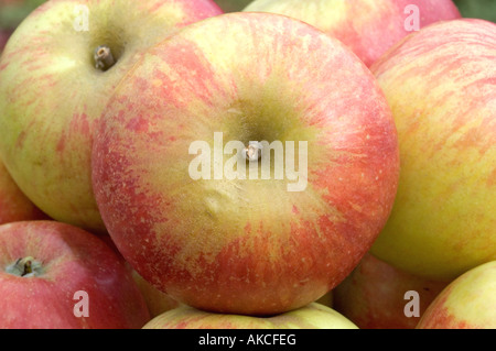 Early Windsor English Apples Stock Photo - Alamy