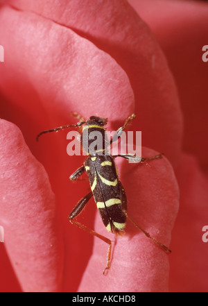 Wasp beetle (Clytus arietis) on a flower. This is a harmless wasp ...