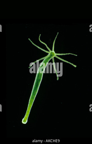 green hydra (Chlorohydra viridissima, Hydra viridis), in darkfield ...