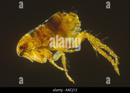 Cat flea (Ctenocephalides felis), darkfield and MRI image of a flea ...