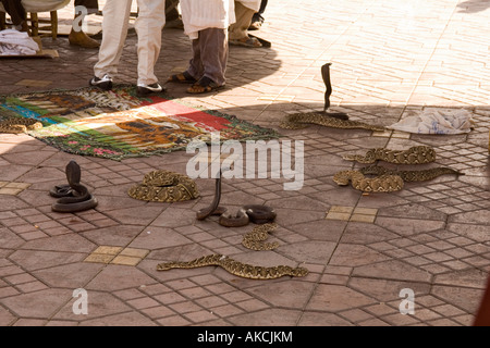 Snake charmers and their snakes in Jemaa el Fnaa, Marrakech, Morocco ...