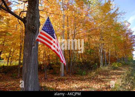 Scenic United States Flag hanging from a tree during fall colors in ...