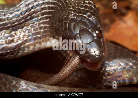 CLELIA SNAKE or Mussurana swallowing a rice rat Clelia clelia Amazonian ...