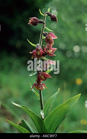 Dark-red helleborine (Epipactis atrorubens) in flower Stock Photo - Alamy