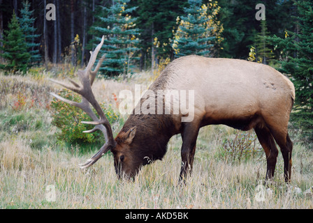 Bull elk with large antlers grazing in morning sun in Colorado Rocky ...