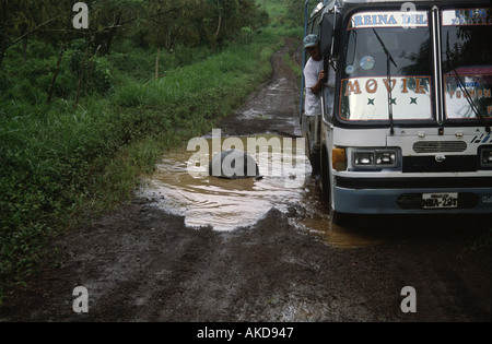 Bus avoiding wild giant tortoise in puddle Galapagos Islands Ecuador ...