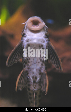 Freshwater fish Catfish Nano Calvo VWPics Stock Photo - Alamy