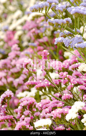 Pink purple lilac flowers in a wine glass placed on slice of tree trunk ...