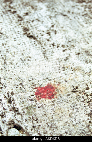 blood stain on street road Stock Photo: 37328942 - Alamy