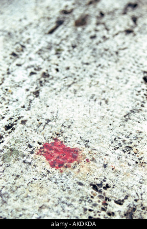 blood stain on street road Stock Photo: 37328942 - Alamy