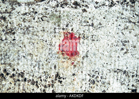 blood stain on street road Stock Photo: 37328942 - Alamy