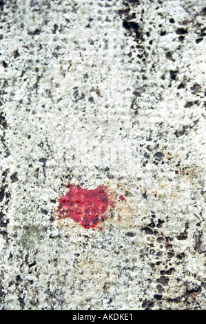 blood stain on street road Stock Photo: 37328942 - Alamy