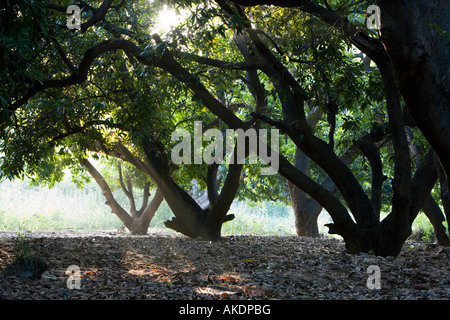 Mangifera indica. Mango trees. Andhra Pradesh, India Stock Photo - Alamy