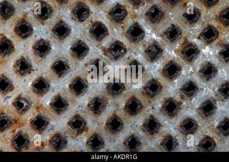 Close up of a rasper Stock Photo - Alamy