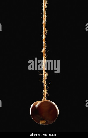 A conker hanging on a string Stock Photo - Alamy
