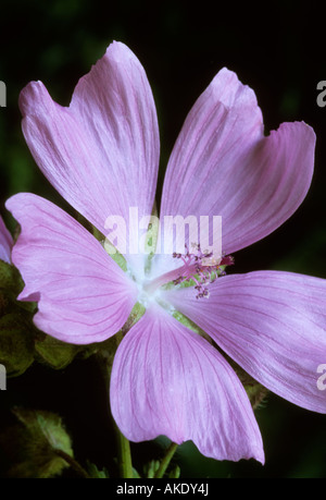 Musk Mallow, Malva Mochata Stock Photo - Alamy