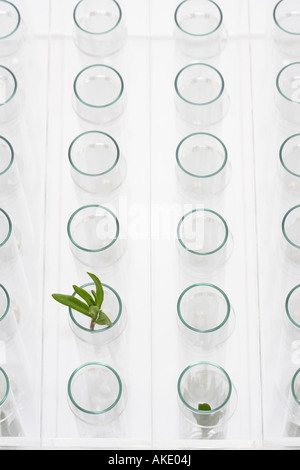 Plant in glass surrounded by empty glasses Stock Photo - Alamy