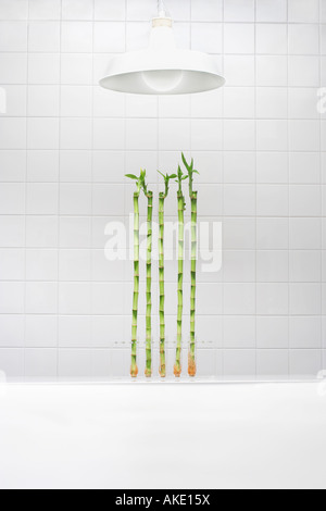 Bamboo growing in test tubes Stock Photo - Alamy