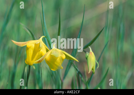 Mount Diablo fairy-lantern (Calochortus pulchellus) , California, US ...