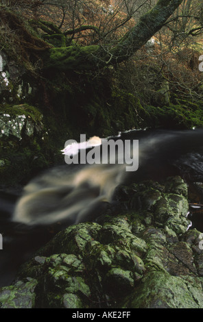 ENGLAND Northumberland Ingram The fast flowing waters of the Linhope ...