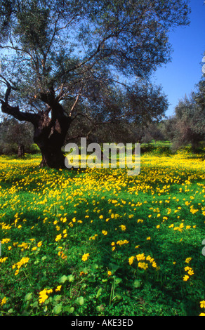 Spring in Crete, Olive groves, Green meadows, Lefka Ori, White ...