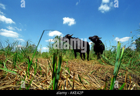CHIPPENHAM FEN ASIAN WATER BUFFALO GRAZE NATURE CONSERVATION UK CONTROL ...