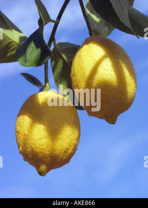 blue, food, aliment, leaf, health, macro, close-up, macro admission ...