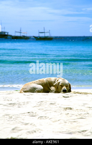 Golden Labrador dog sunbathing on freshly laid grass Stock Photo - Alamy