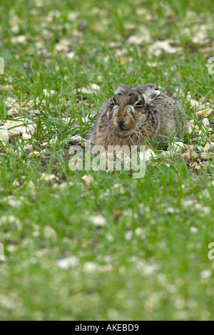 Brown Hare laying in rape field and eating also Stock Photo - Alamy