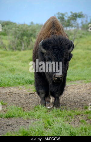 Plains Buffalo (Bison bison bison), Alaska Stock Photo - Alamy